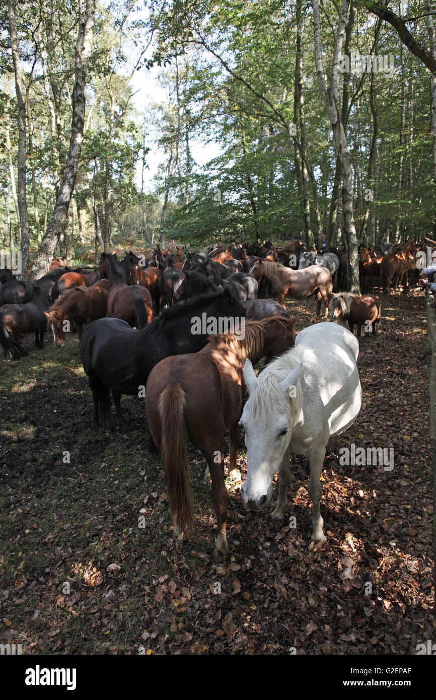 New Forest ponies in a pound during a drift New Copse Inclosure New ...