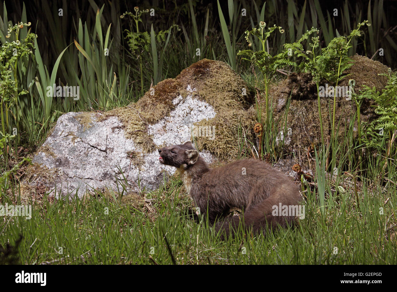 Iris marten hi-res stock photography and images - Alamy