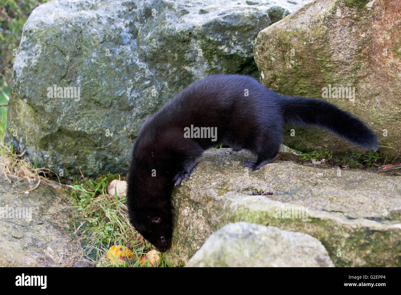 American mink Mustela vison [captive] West Country Wildlife Photography ...