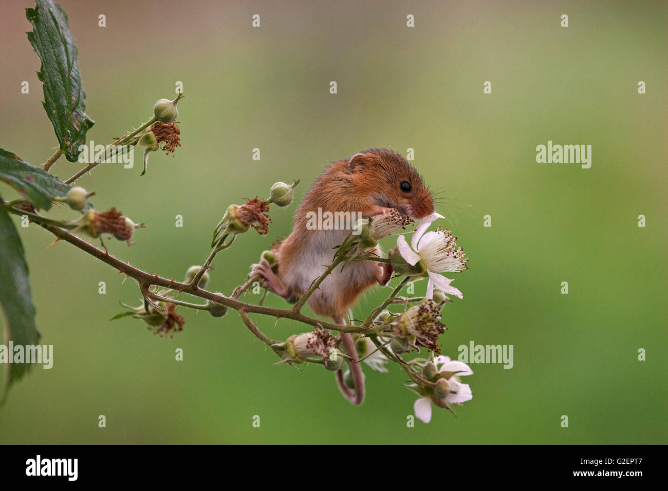 Harvest mouse Micromys minutus on bramble rubus fruiticosus[captive ...