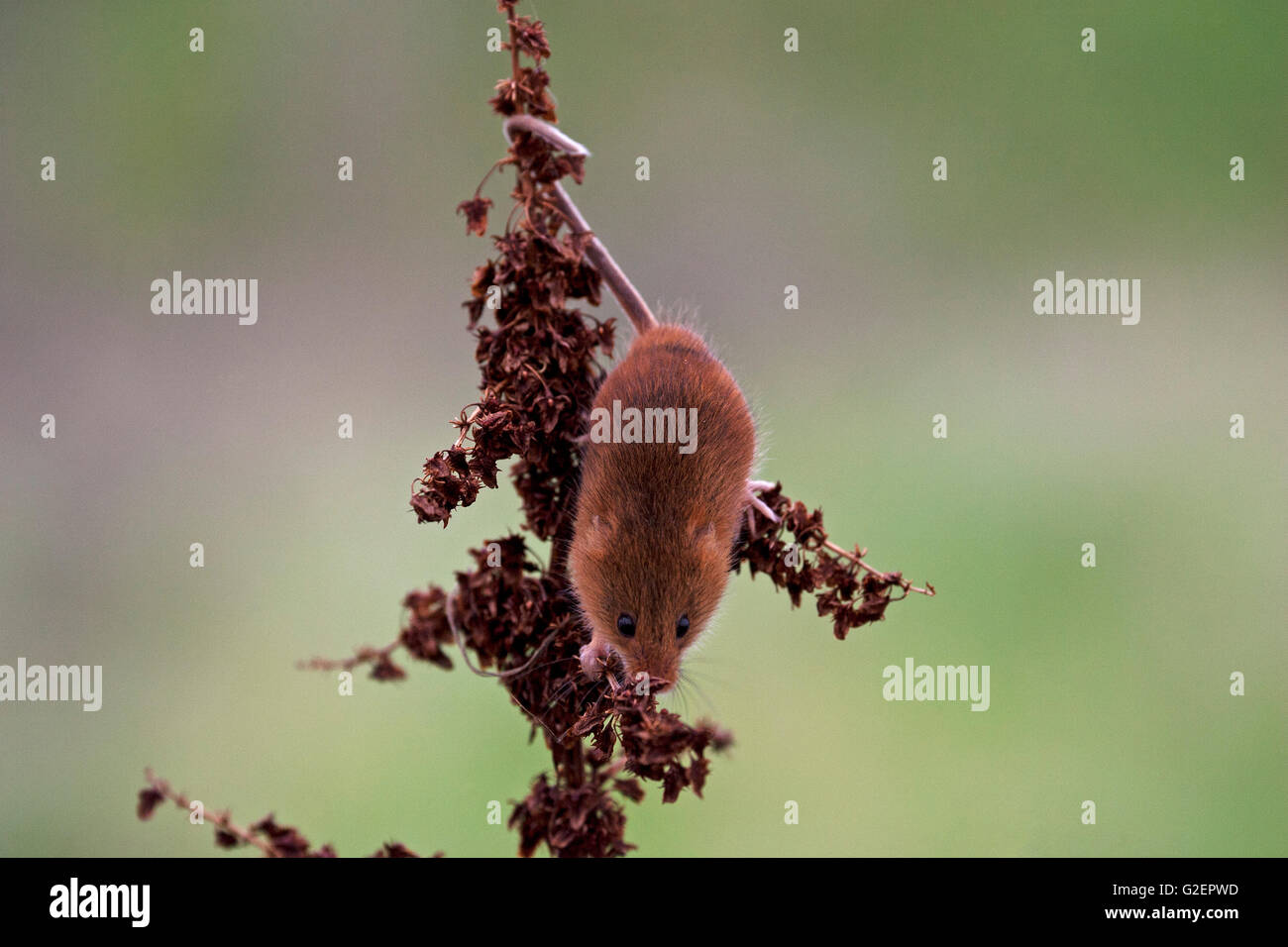 Harvest mouse Micromys minutus on dock seed head showing use of ...