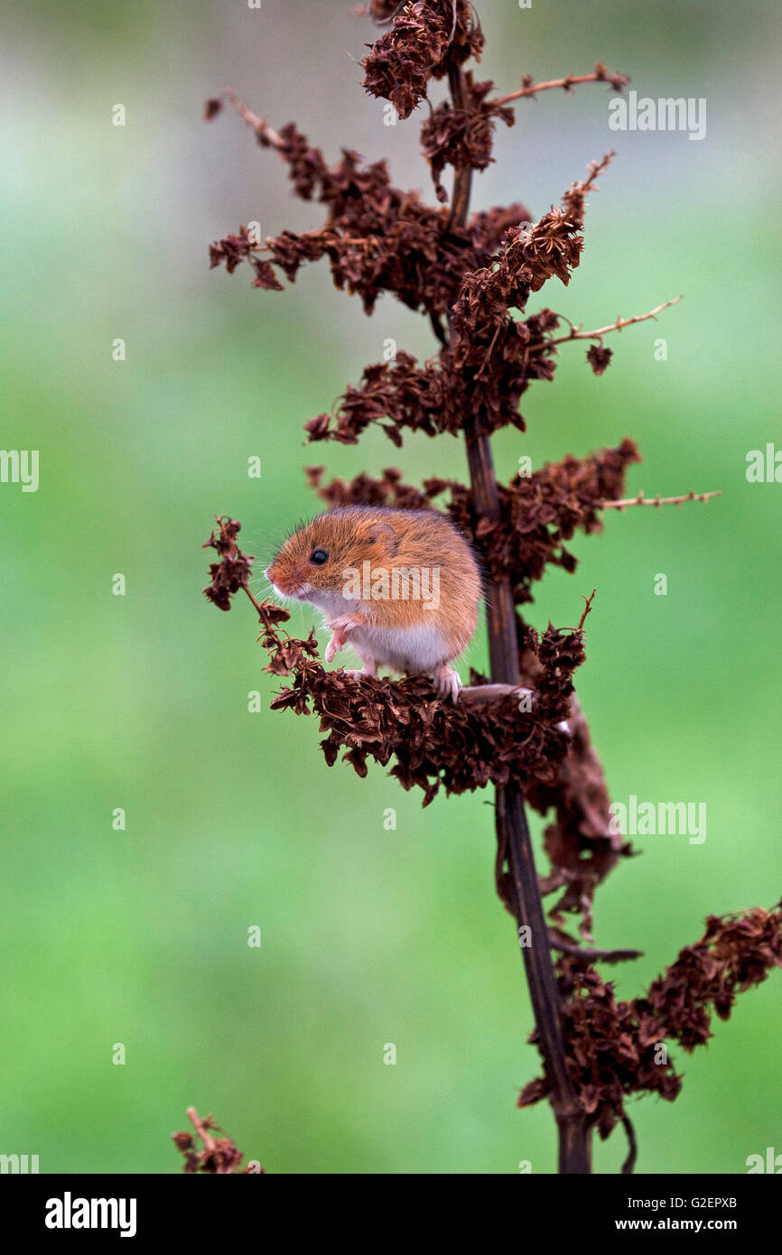 Harvest mouse Micromys minutus on dock seed head showing use of ...
