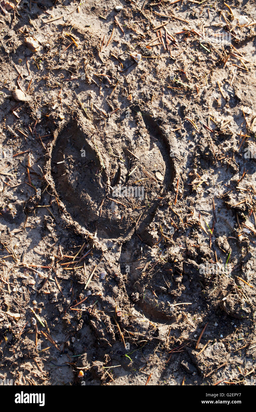 Footprint in mud hi-res stock photography and images - Alamy