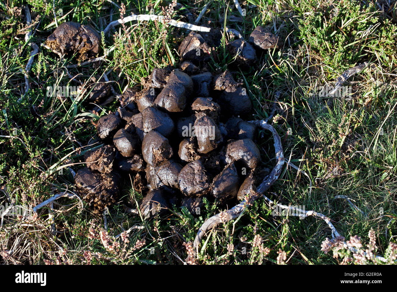 Animal droppings uk hi-res stock photography and images - Alamy