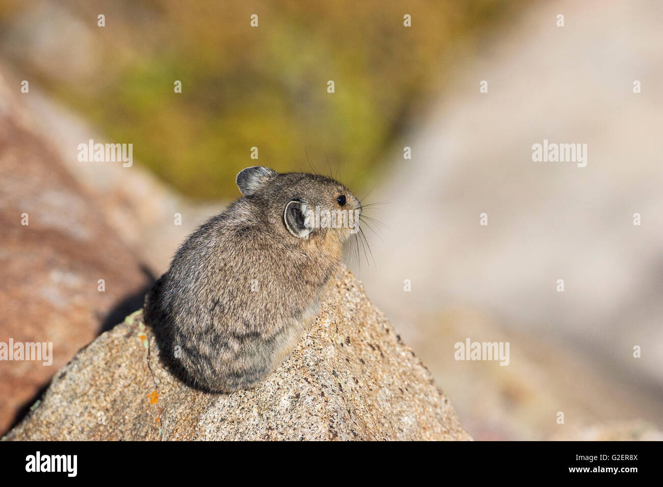 American pika rocky mountains colorado hi-res stock photography and ...