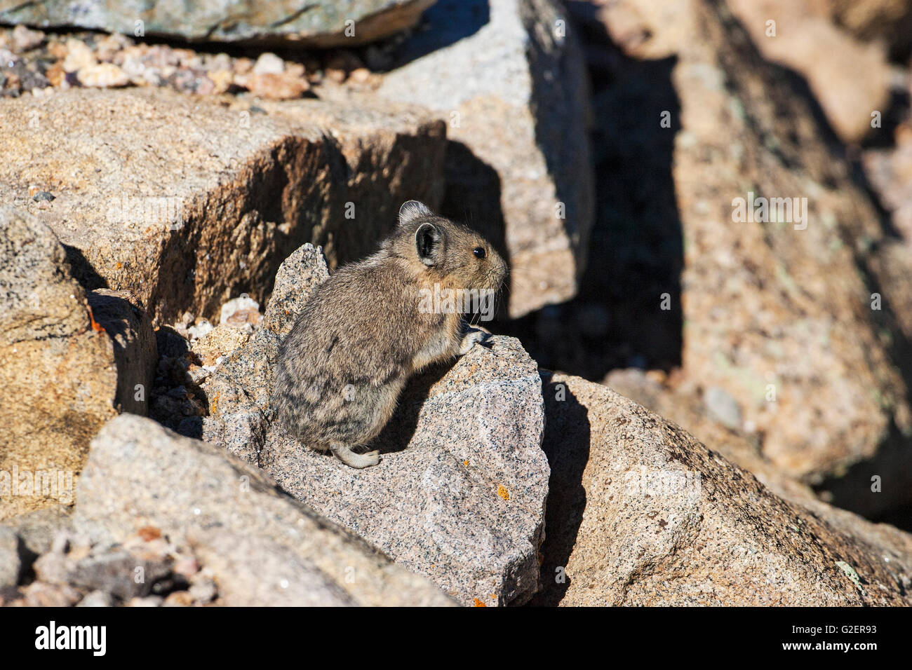 American pika rocky mountains colorado hi-res stock photography and ...