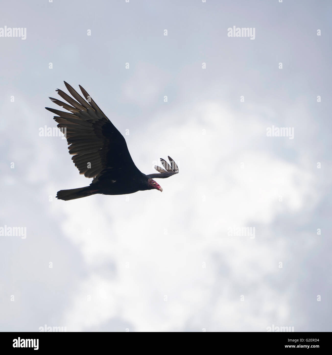Turkey vulture wingspan hi-res stock photography and images - Alamy