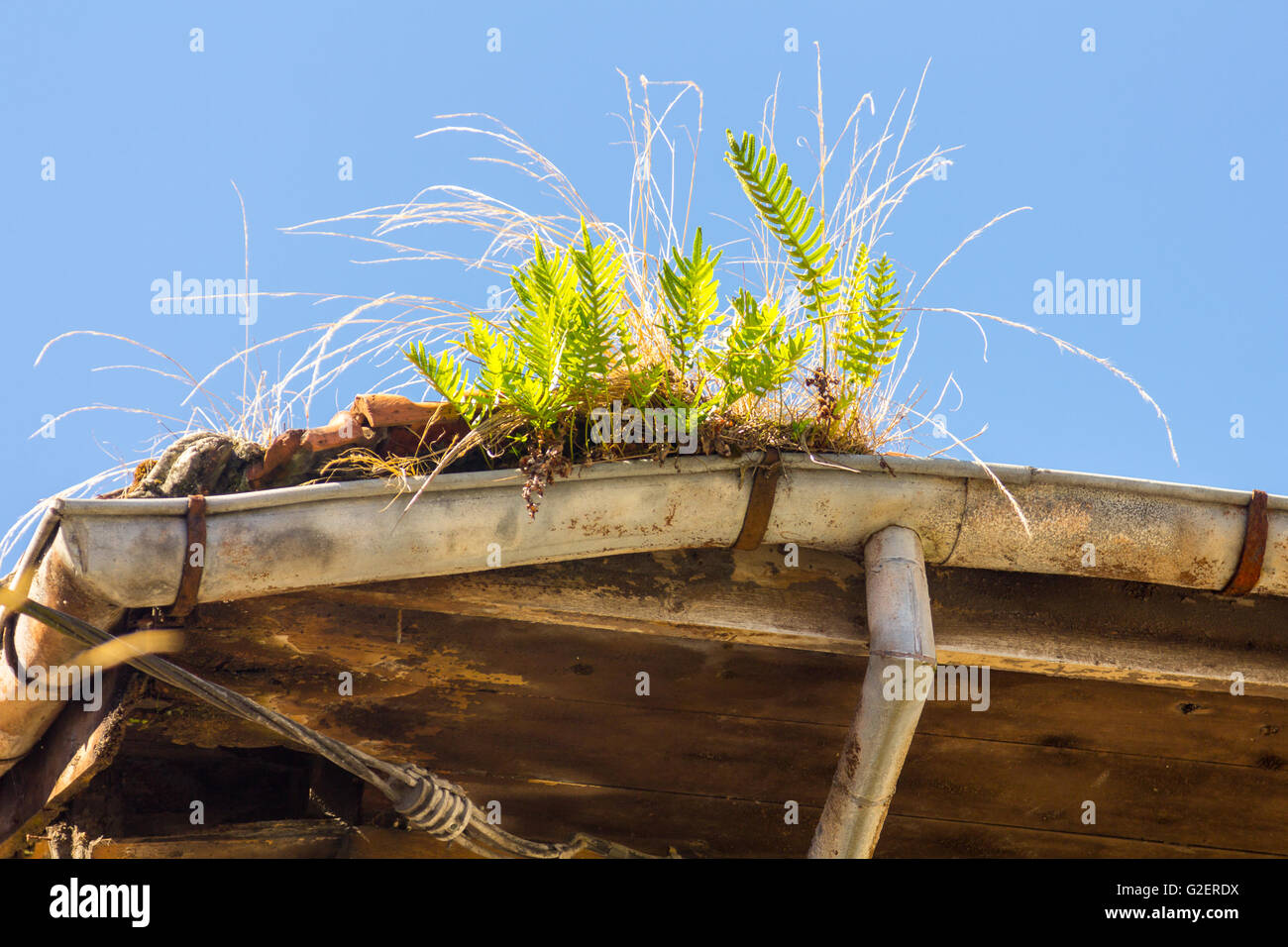 Weeds grow an old gutter Stock Photo - Alamy