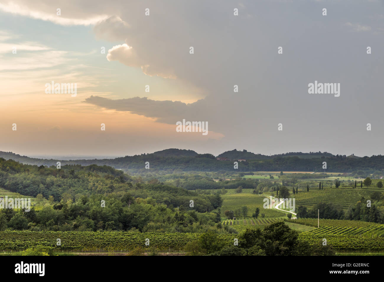 grapevine cultivation in the italian countryside in a stormy summer day ...