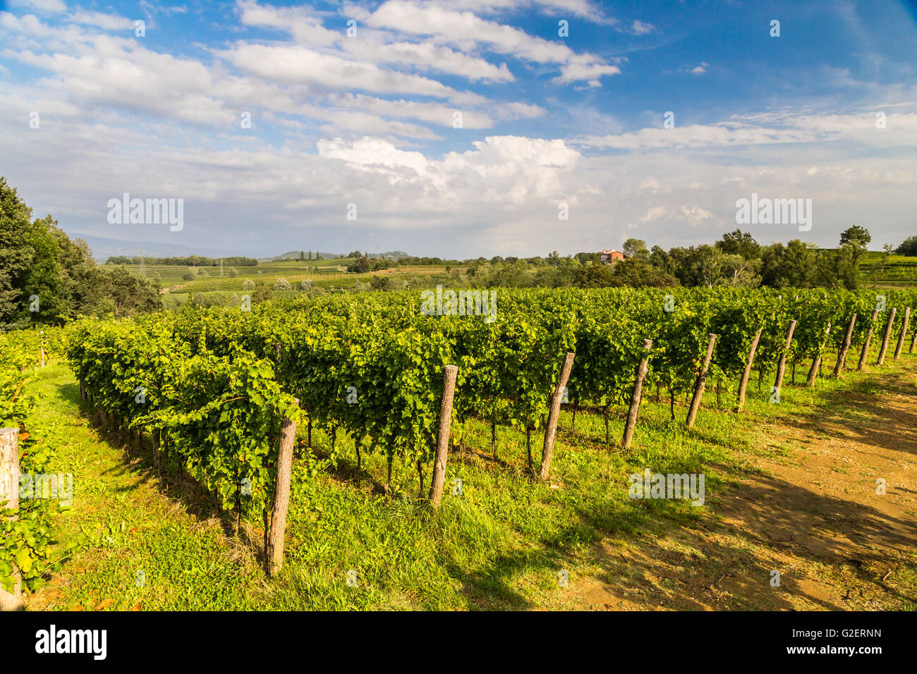 grapevine cultivation in the italian countryside in a stormy summer day ...