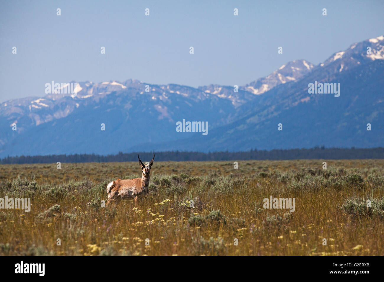 Antilocarpa hi-res stock photography and images - Alamy