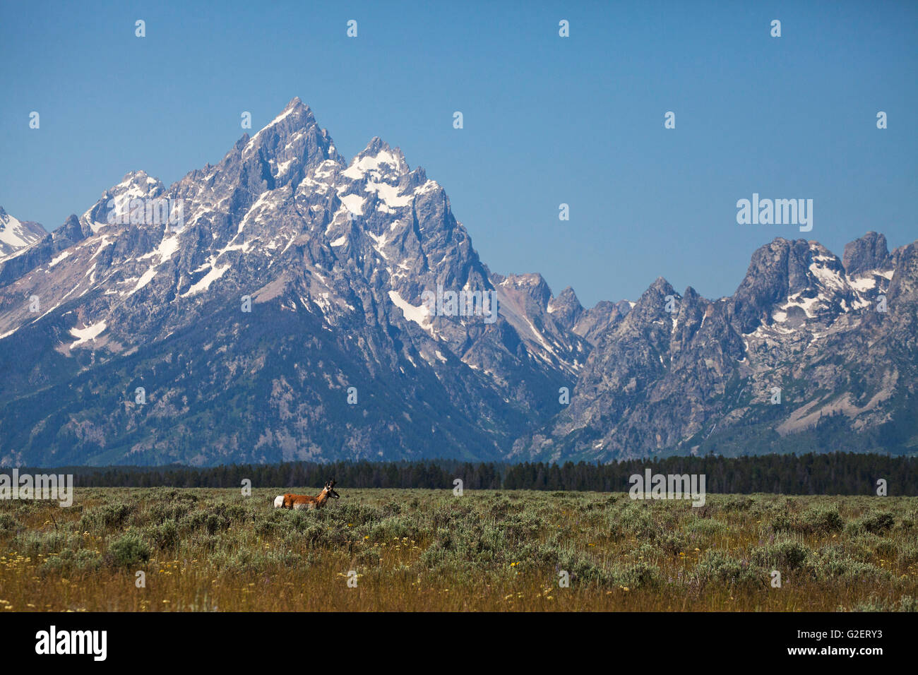 Antilocarpa hi-res stock photography and images - Alamy