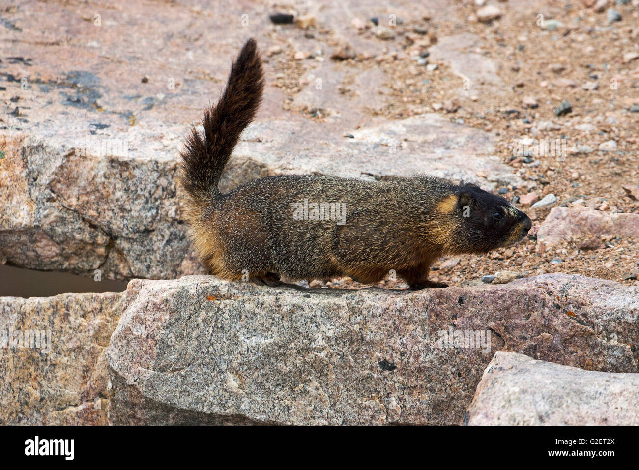 Yellow-bellied marmot Marmota flaviventris at Rock Creek Vista Point ...