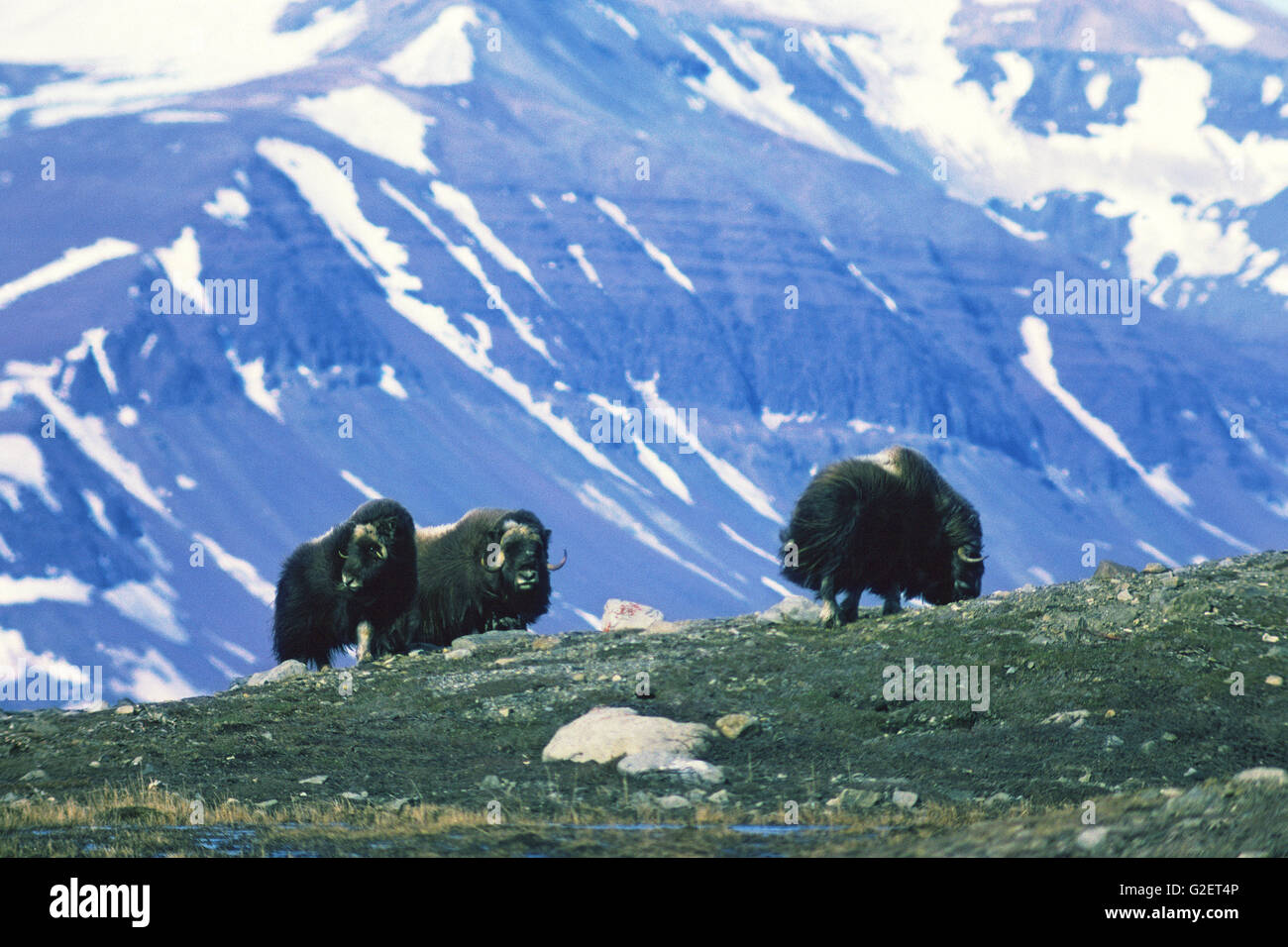 Orsted hi-res stock photography and images - Alamy