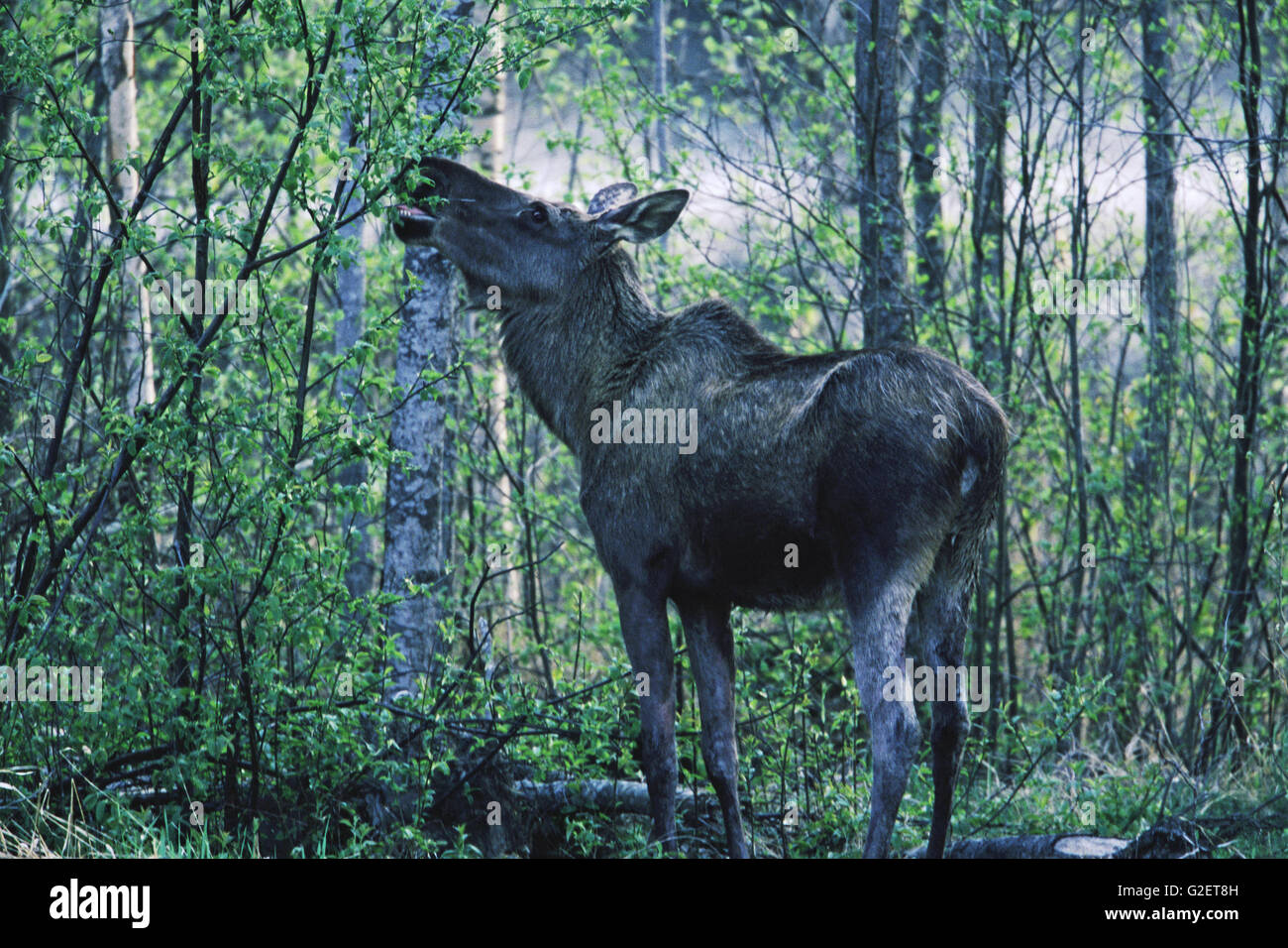 Moose Alces alces female browsing Stock Photo - Alamy