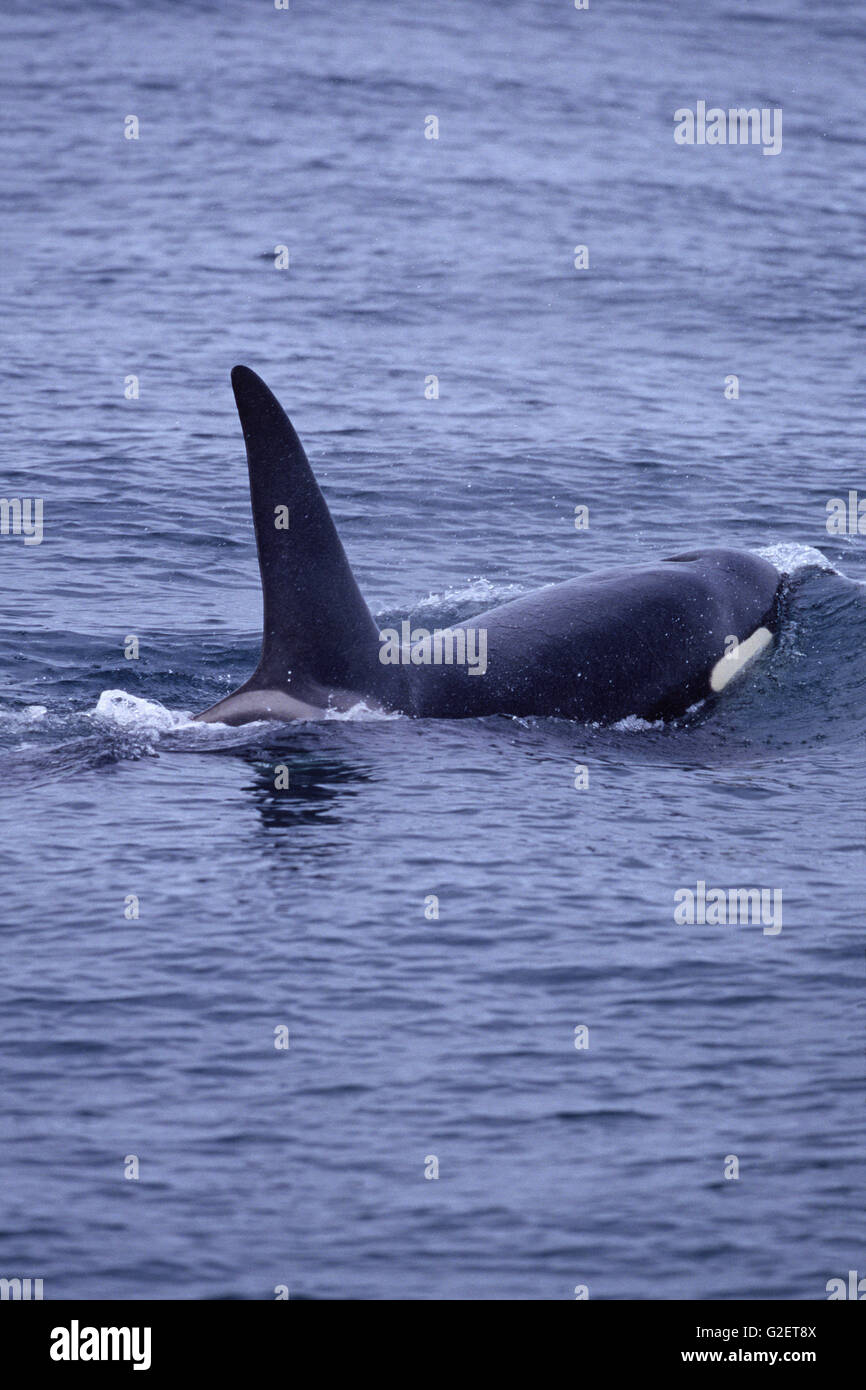 Orca Orcinus orca Stock Photo - Alamy