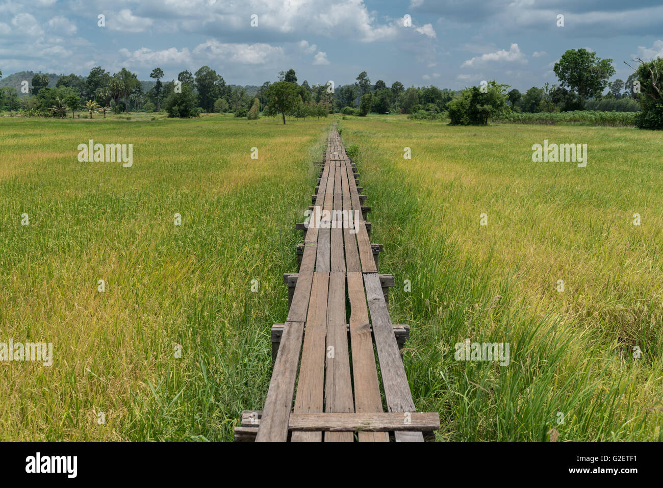 100 year old teak bridge spanning rice fields in Khon Buri, Thailand ...