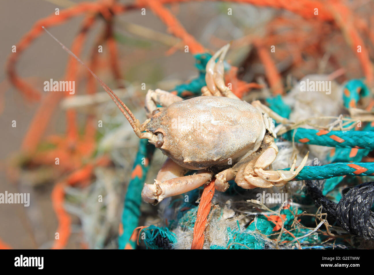 Masked Crab Corystes cassivelaunus Stock Photo - Alamy