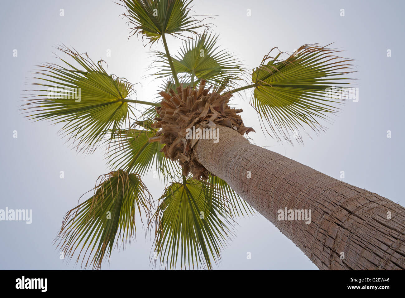 palm tree over blue sky Stock Photo - Alamy
