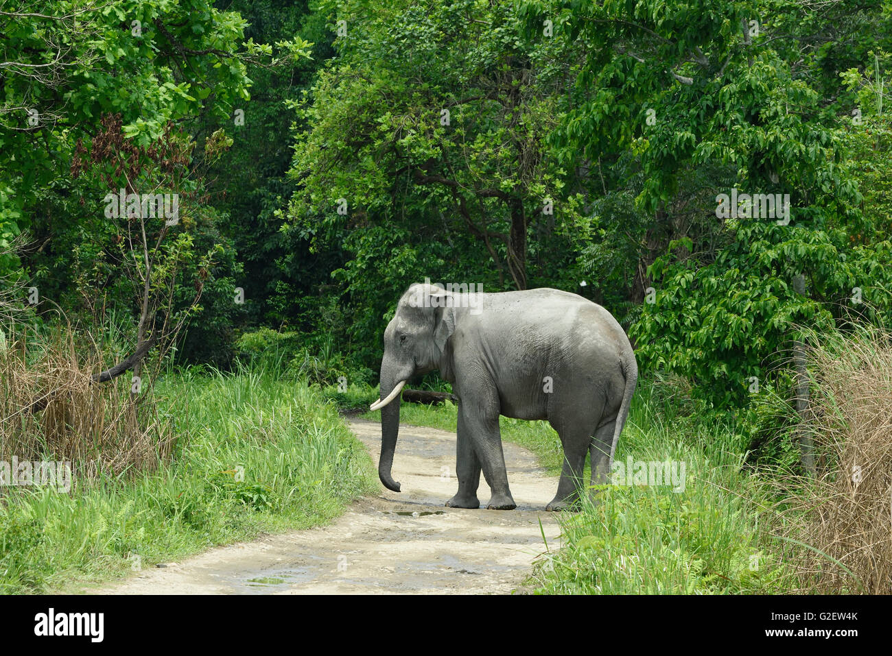 Indian bull elephant hi-res stock photography and images - Alamy