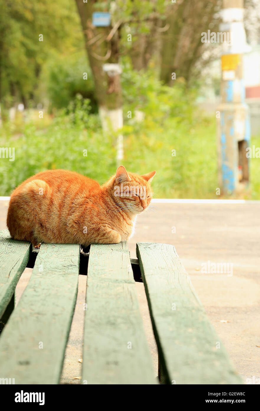 Lone cat hi-res stock photography and images - Alamy