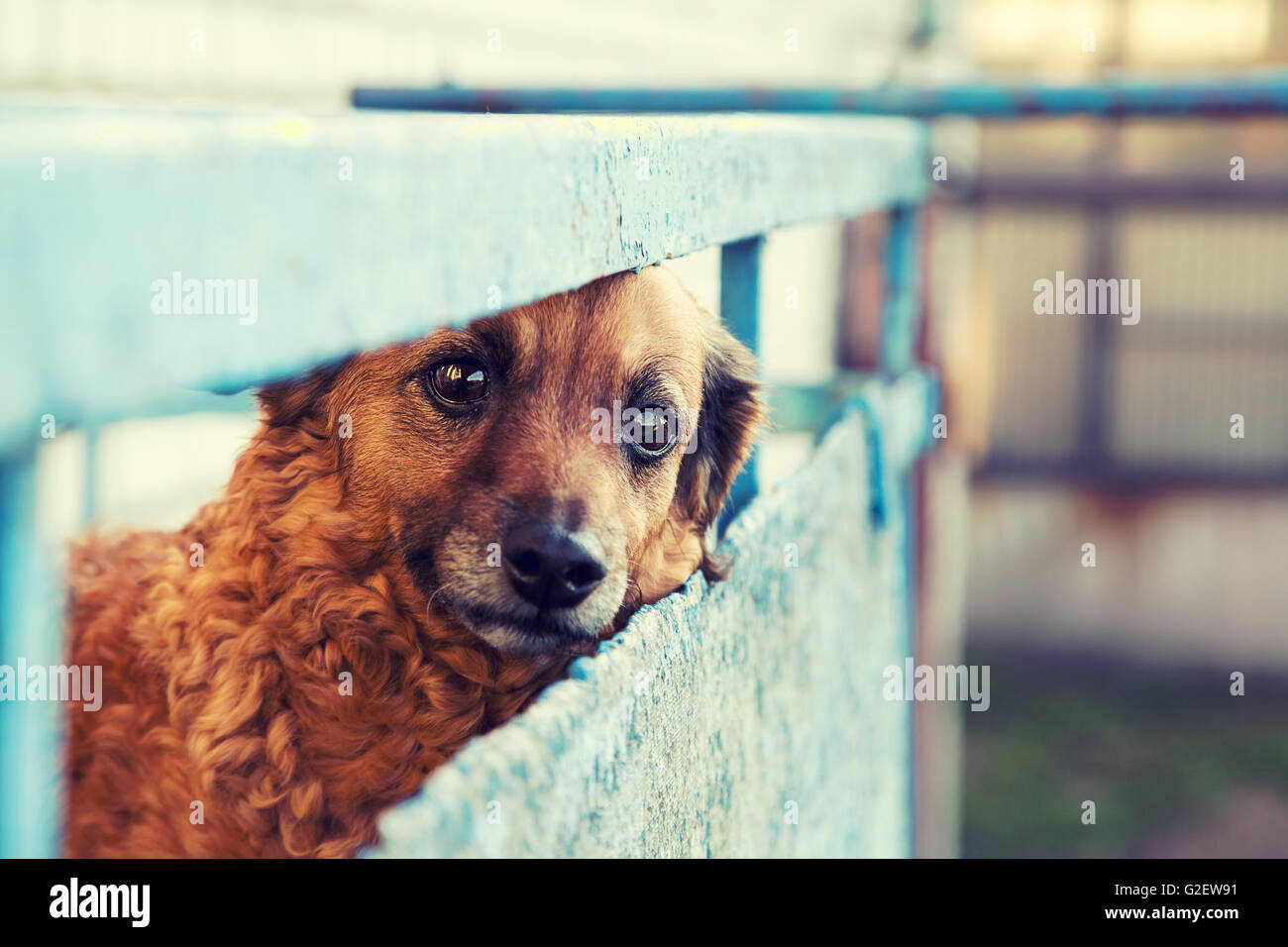 Dog with owner sad hi-res stock photography and images - Alamy