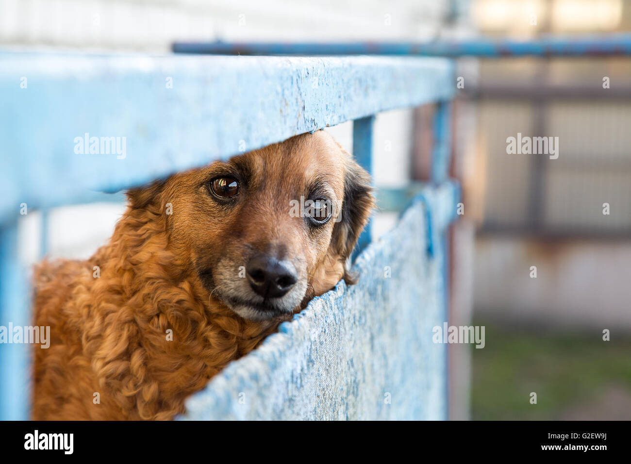Dog with owner sad hi-res stock photography and images - Alamy