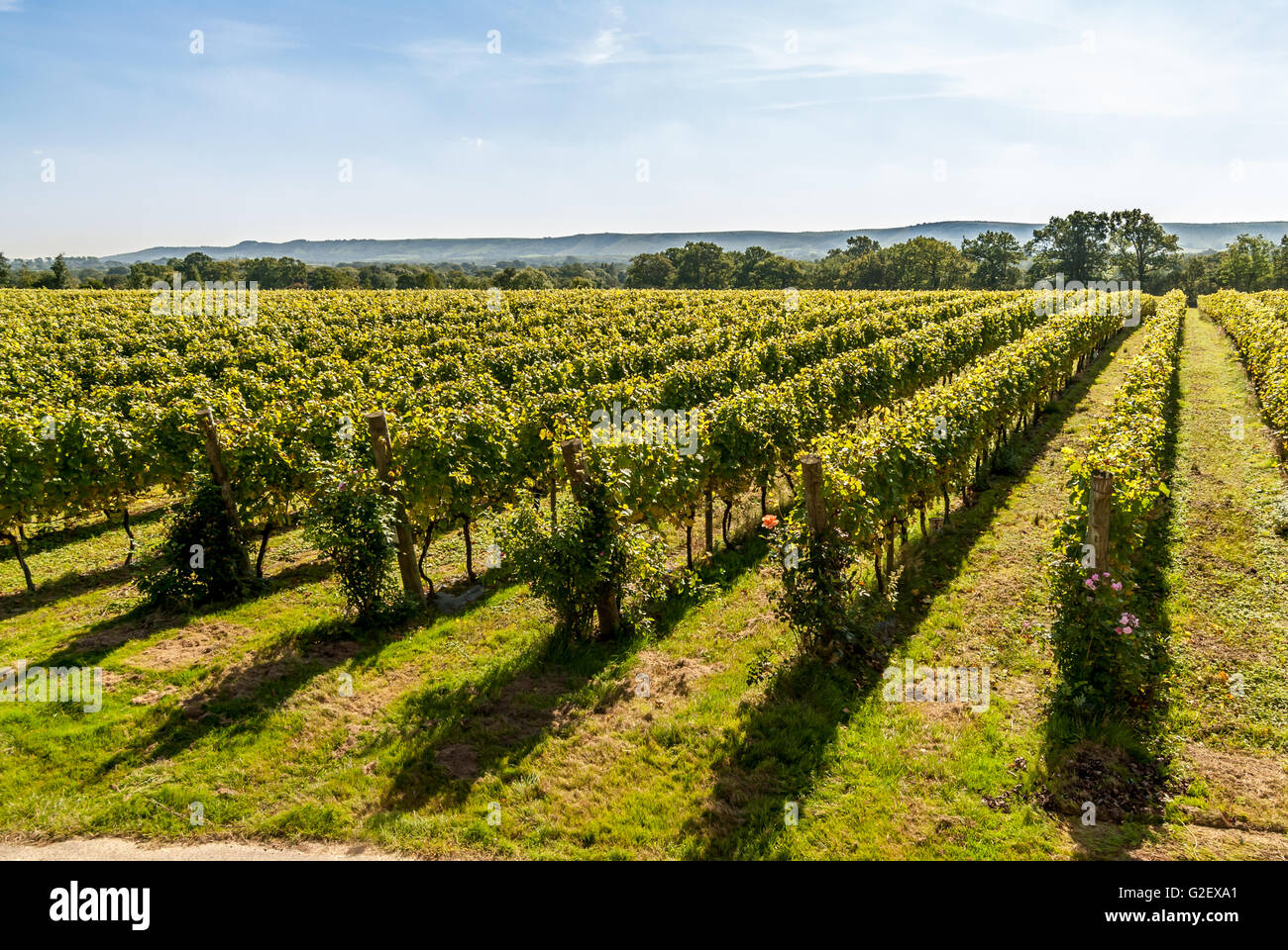 The Ridgeview Estate in West Sussex Stock Photo - Alamy