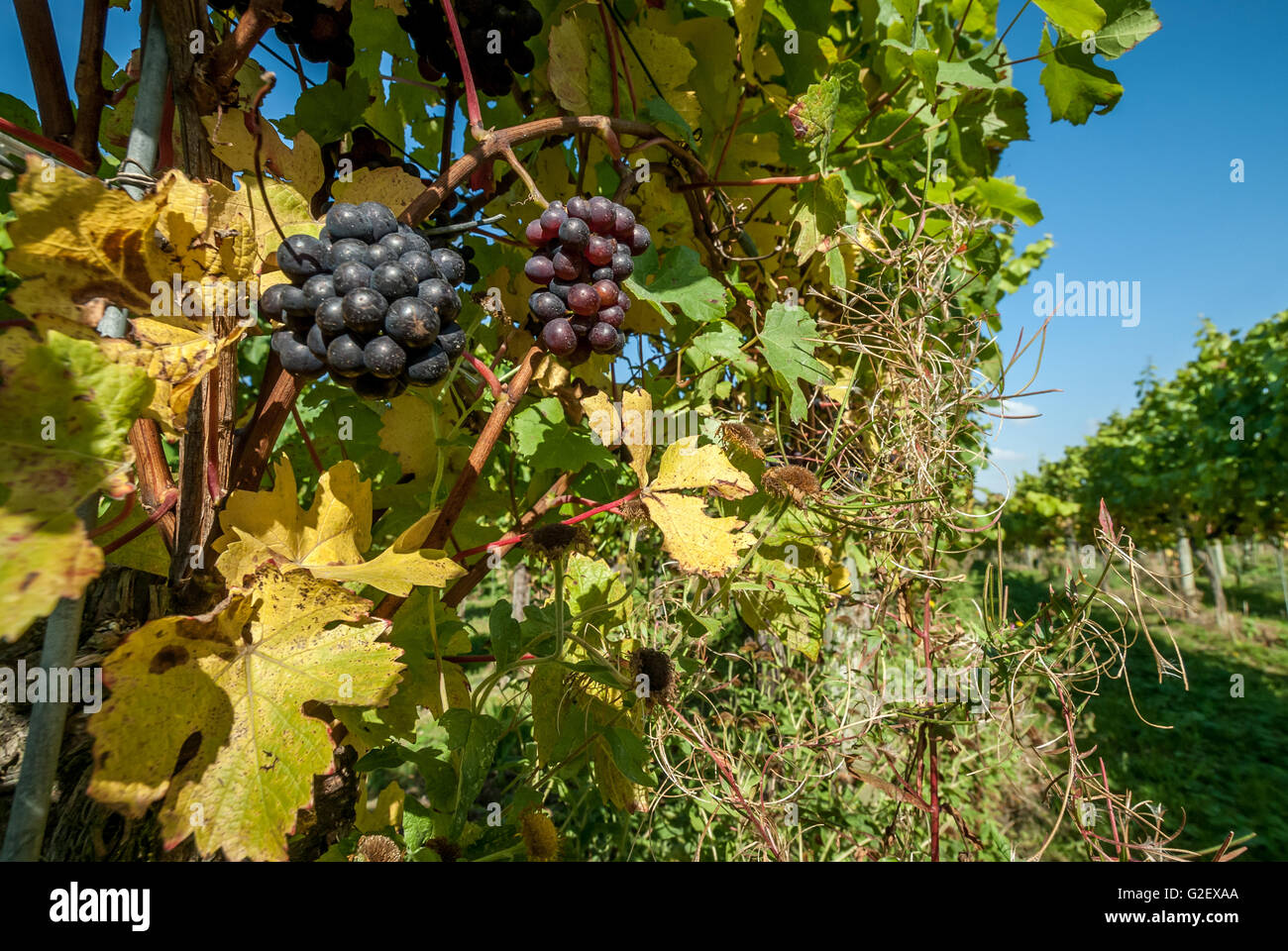 The Ridgeview Estate in West Sussex Stock Photo - Alamy