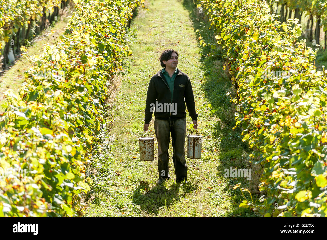 Simon Roberts at The Ridgeview Estate in Ditchling, West Sussex Stock ...