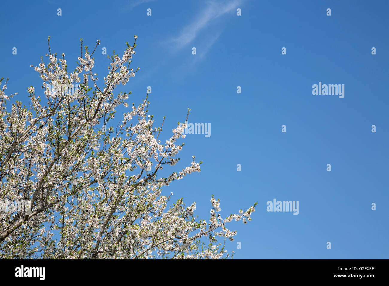 Blossom on Tree with Blue Sky Background Stock Photo - Alamy