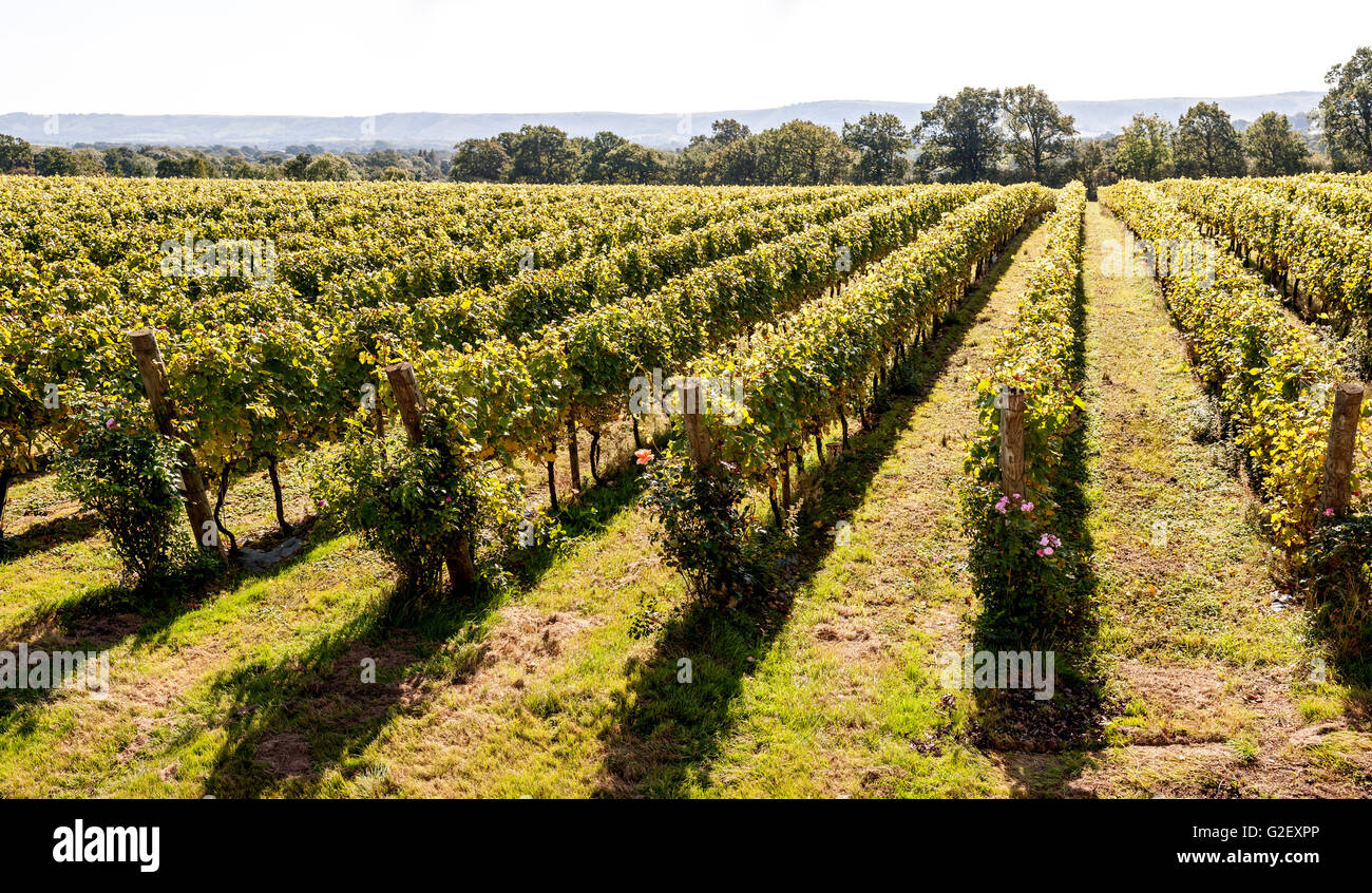 Ditchling common hi-res stock photography and images - Alamy