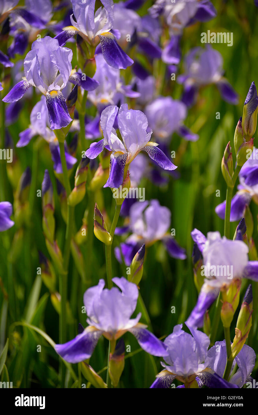 Purple iris hi-res stock photography and images - Alamy