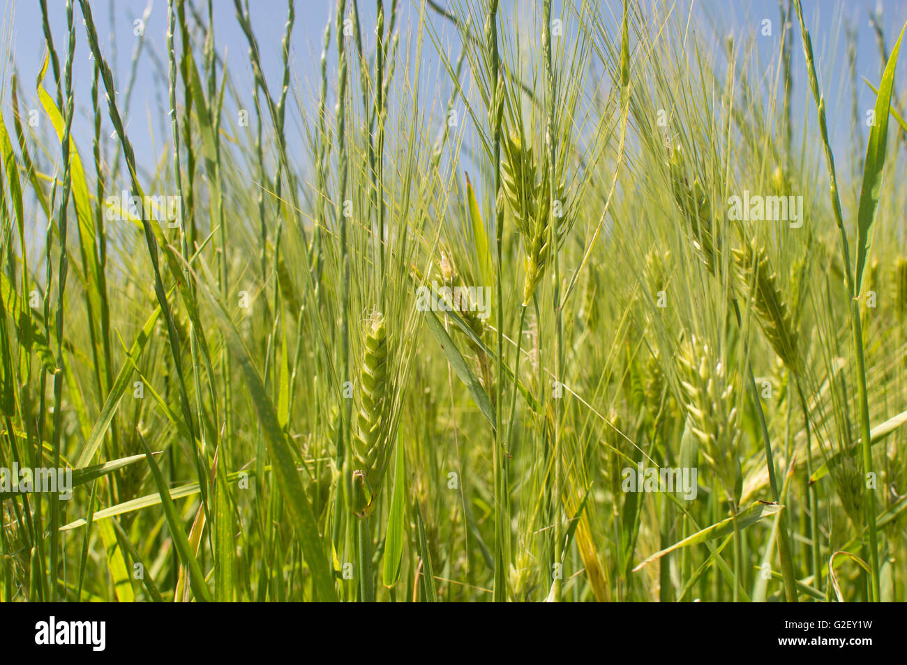 The green wheatfield hi-res stock photography and images - Alamy