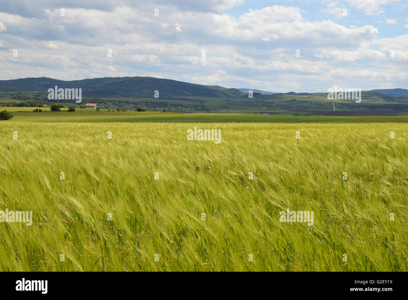 Wheat harvest bulgaria hi-res stock photography and images - Alamy