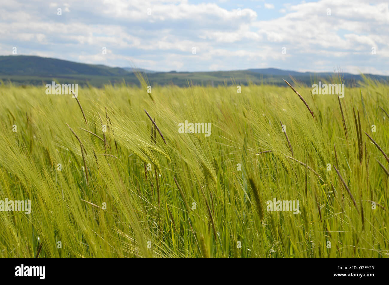 Green wheatfield hi-res stock photography and images - Alamy