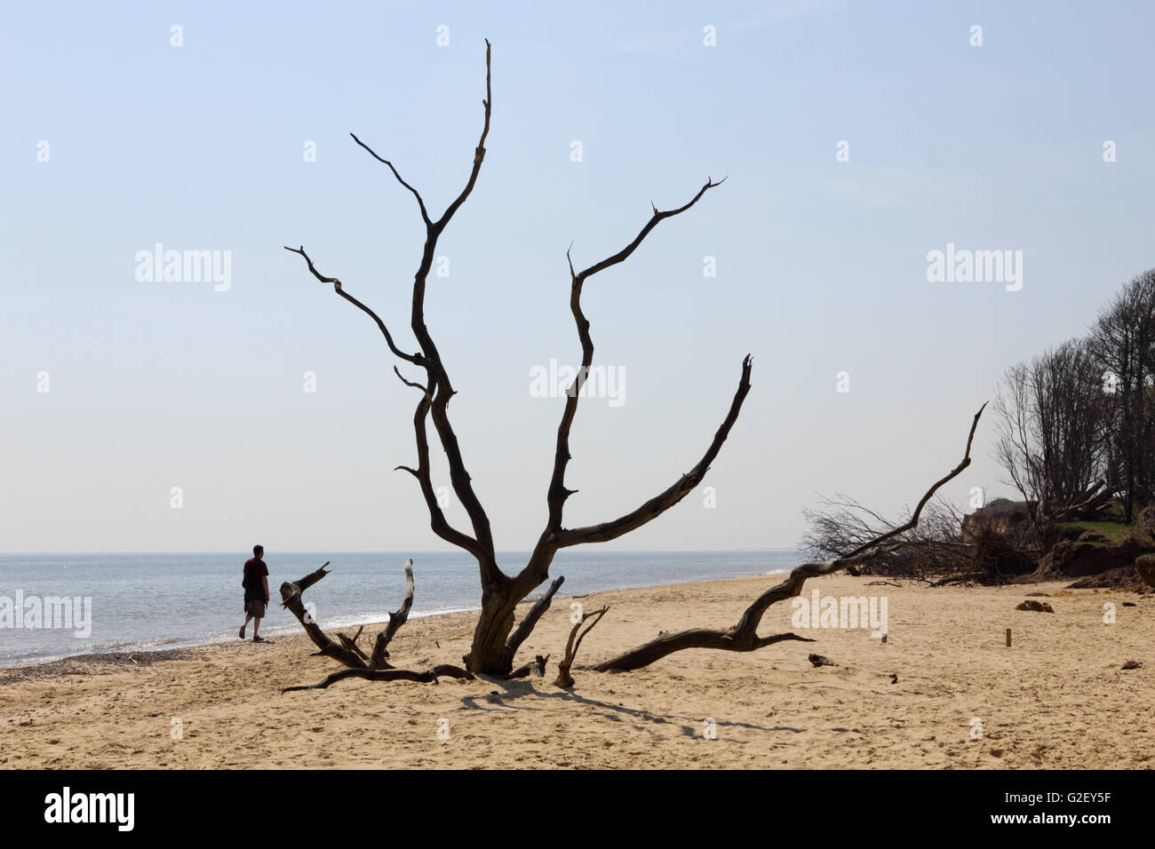 Dead tree on beach caused by coastal erosion of sandstone cliff at ...
