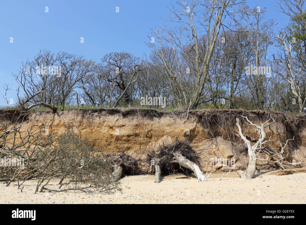 Trees fallen and on edge of cliff at area of coastal erosion of ...