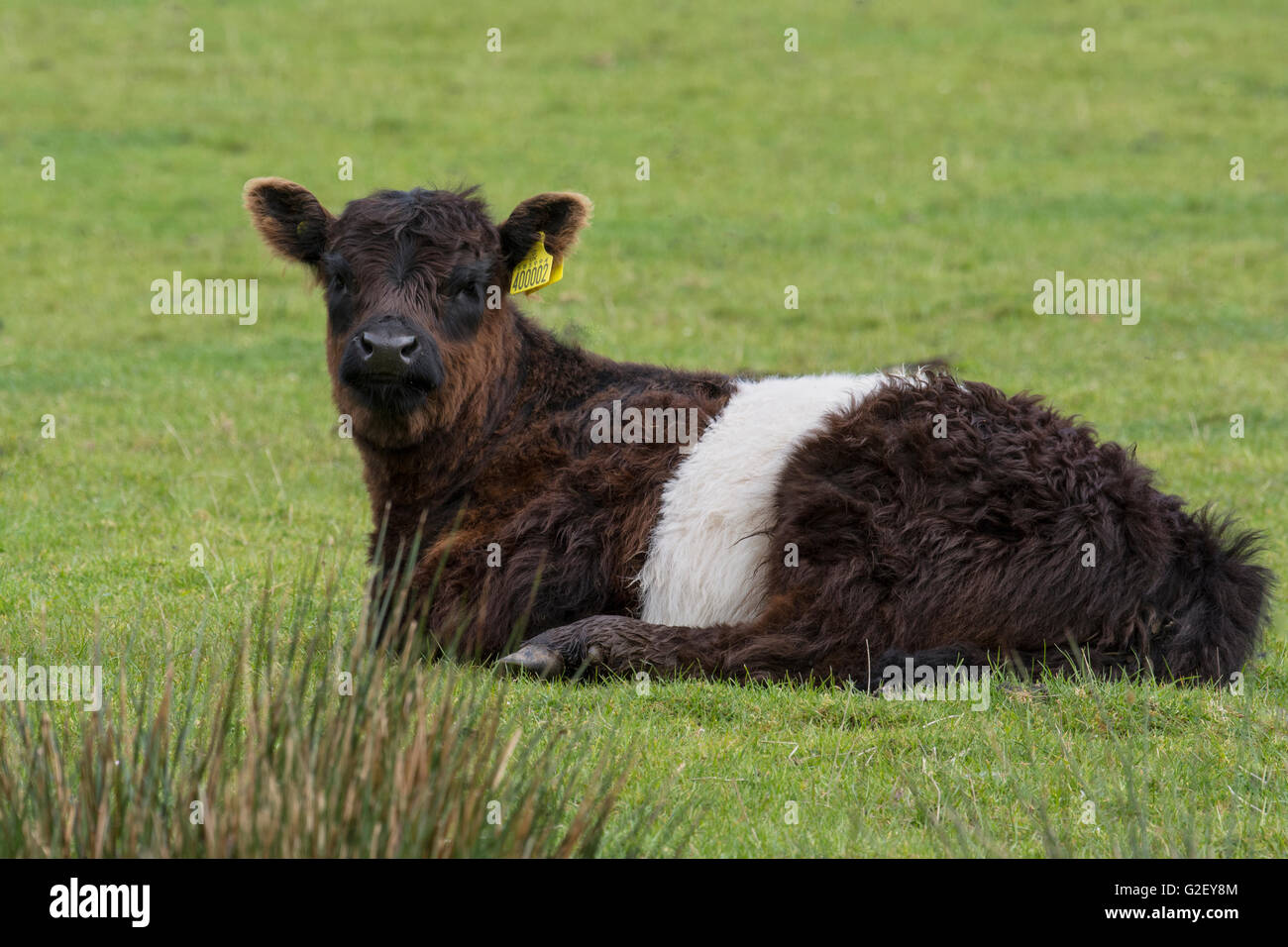 Belted Galloway Calf Stock Photo - Alamy