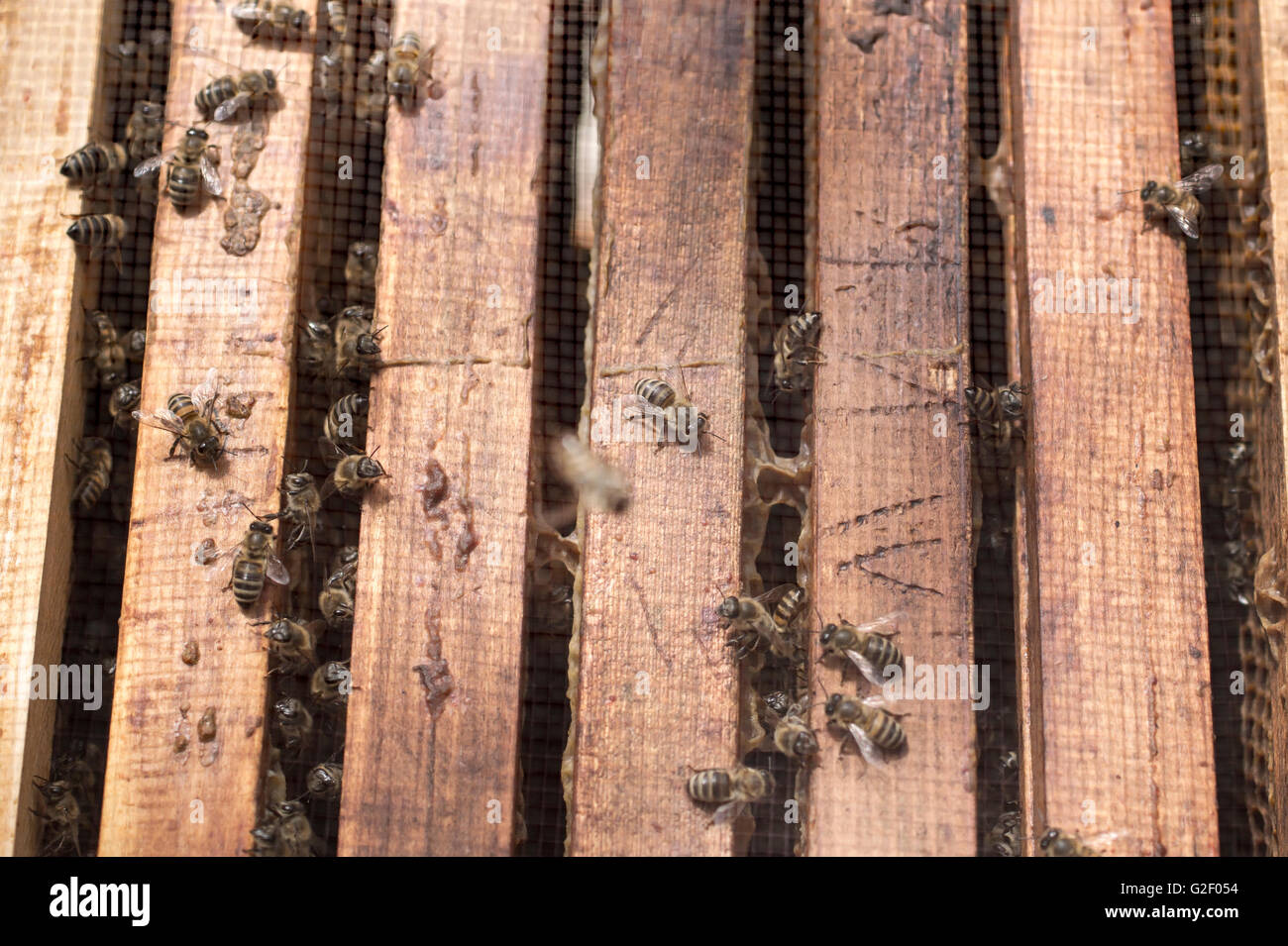 Bee frames hi-res stock photography and images - Alamy