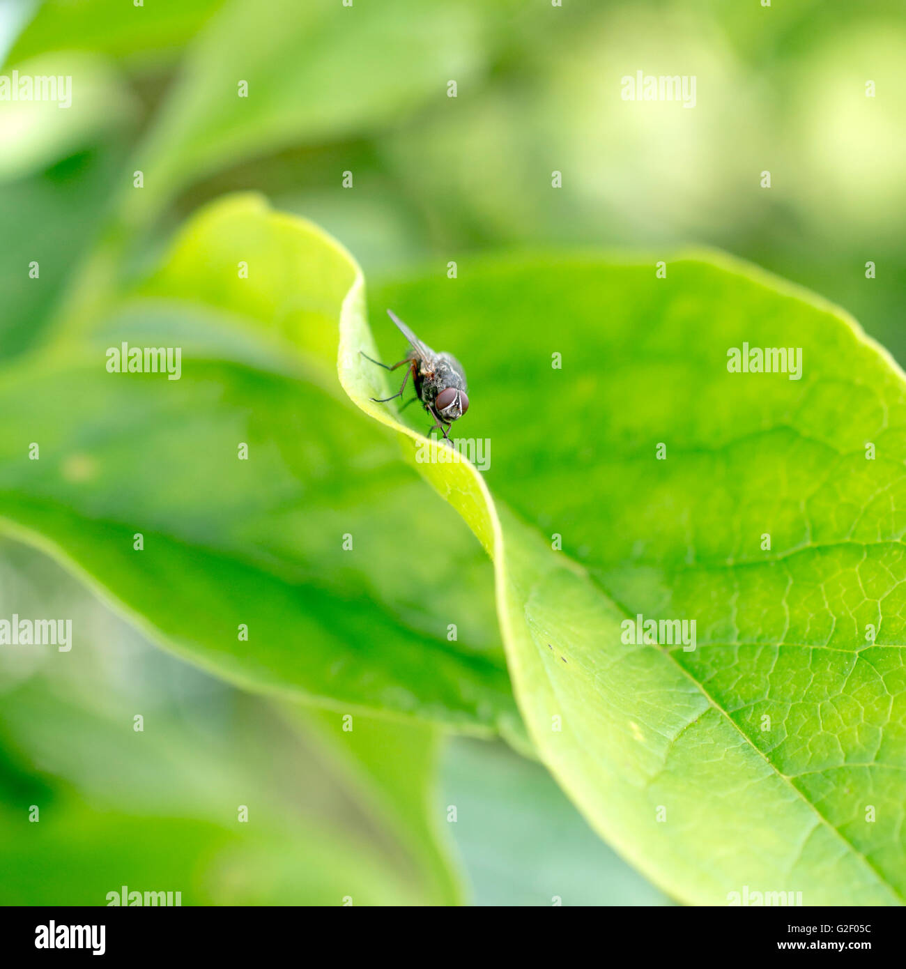 Close up photo of fly on a leaf. Natural light Stock Photo - Alamy