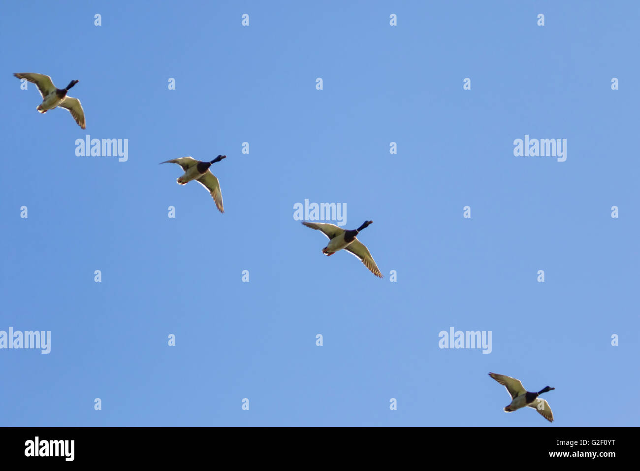 Flying in formation hi-res stock photography and images - Alamy