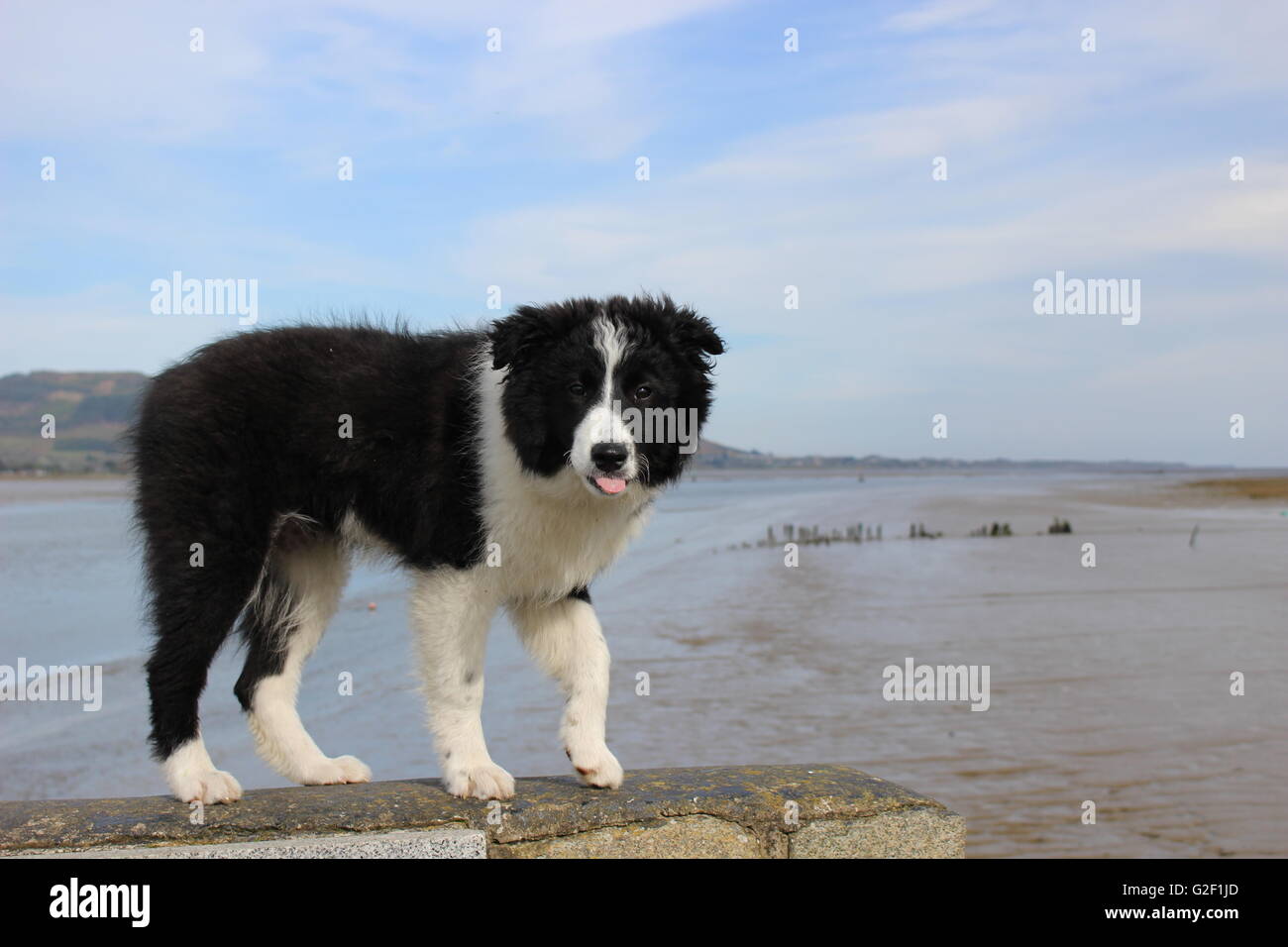 Pet river hi-res stock photography and images - Alamy