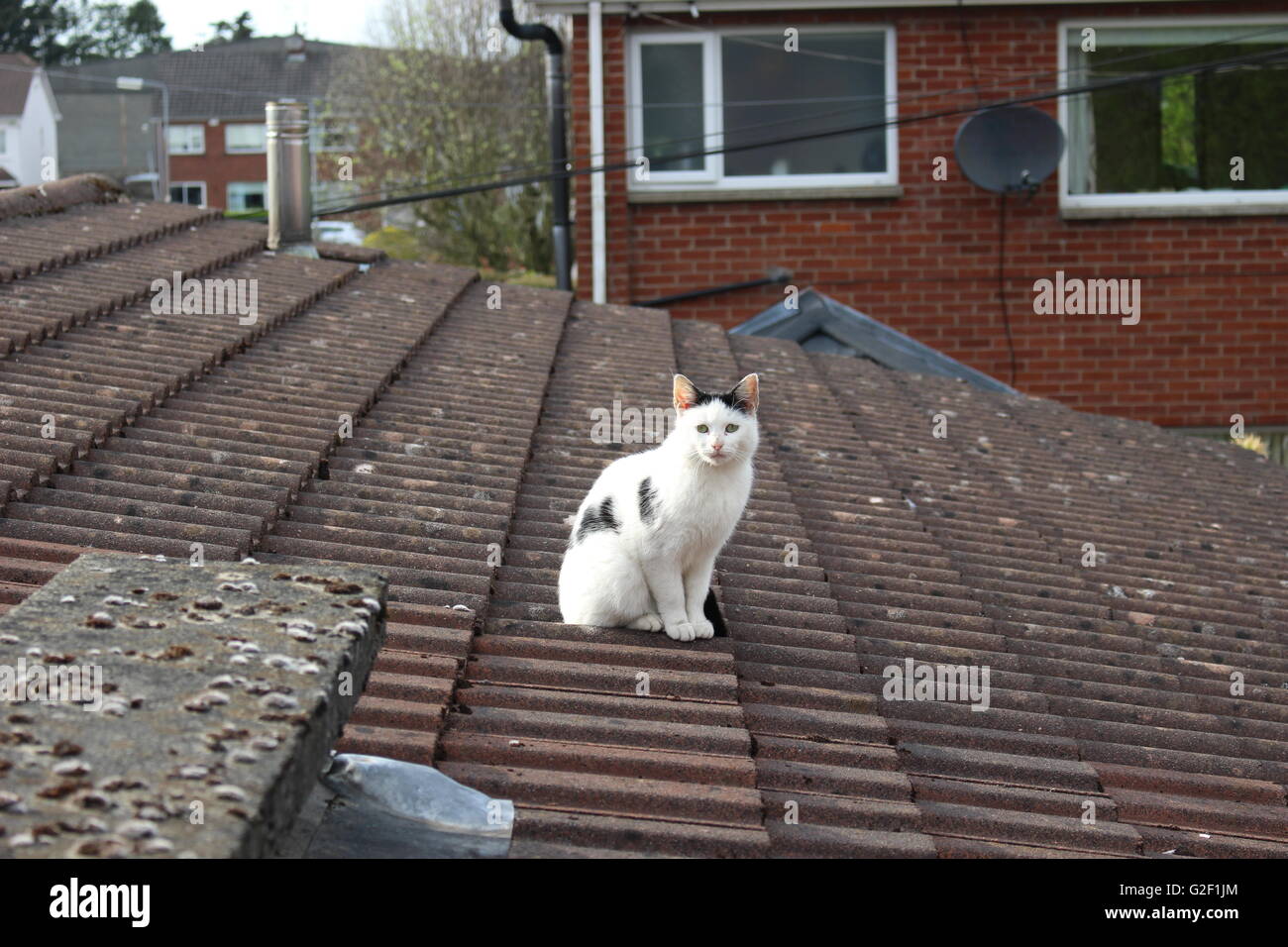 Cat on the roof Stock Photo - Alamy
