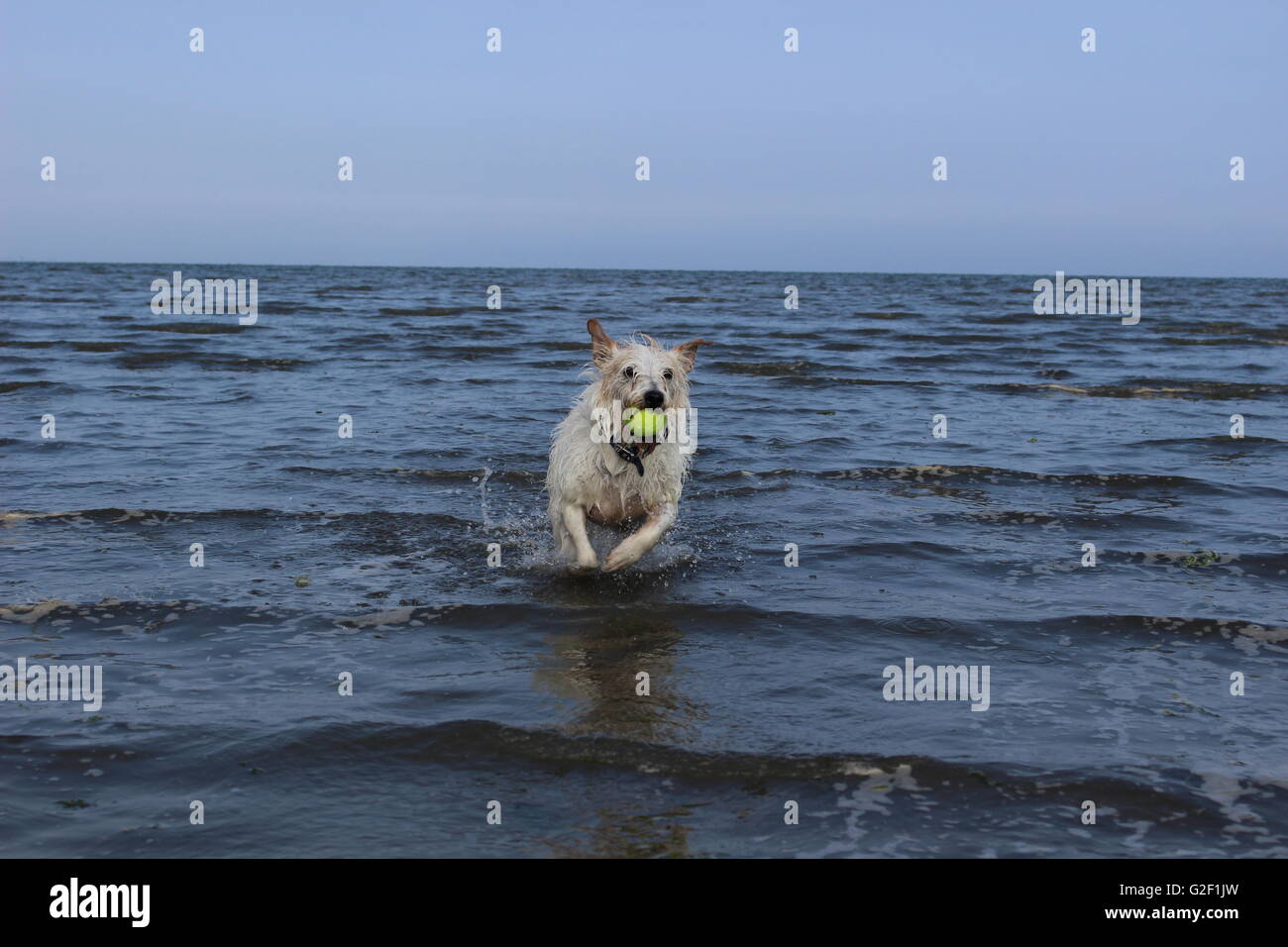 Dog beach fun ball hi-res stock photography and images - Alamy