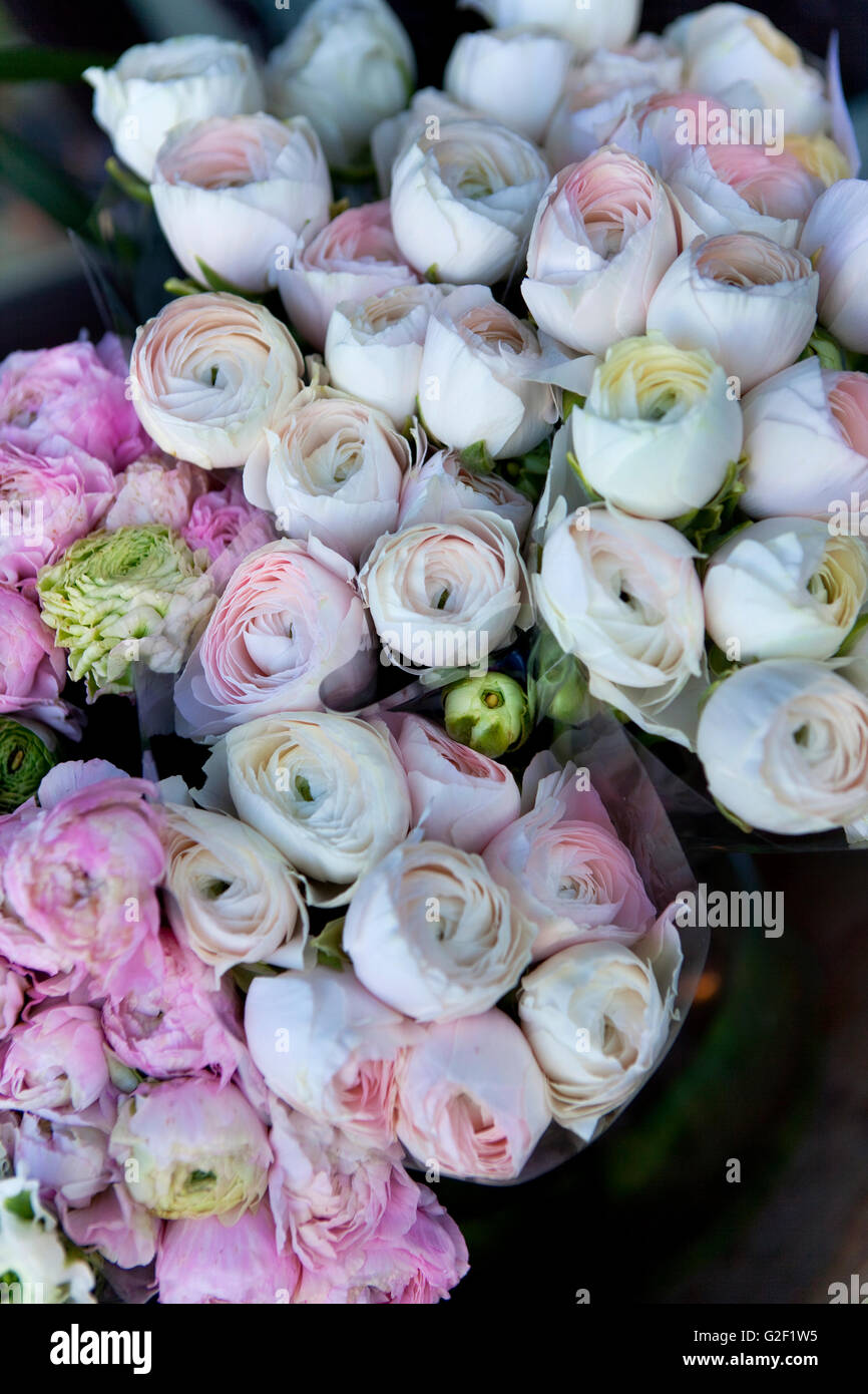 Peonies flower hi-res stock photography and images - Alamy