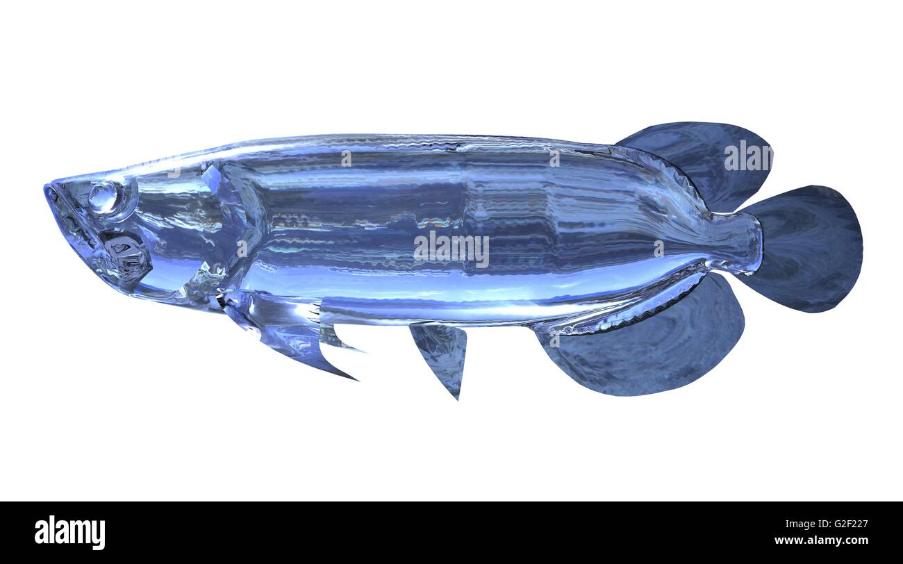 Glass fish isolated on white background Stock Photo - Alamy