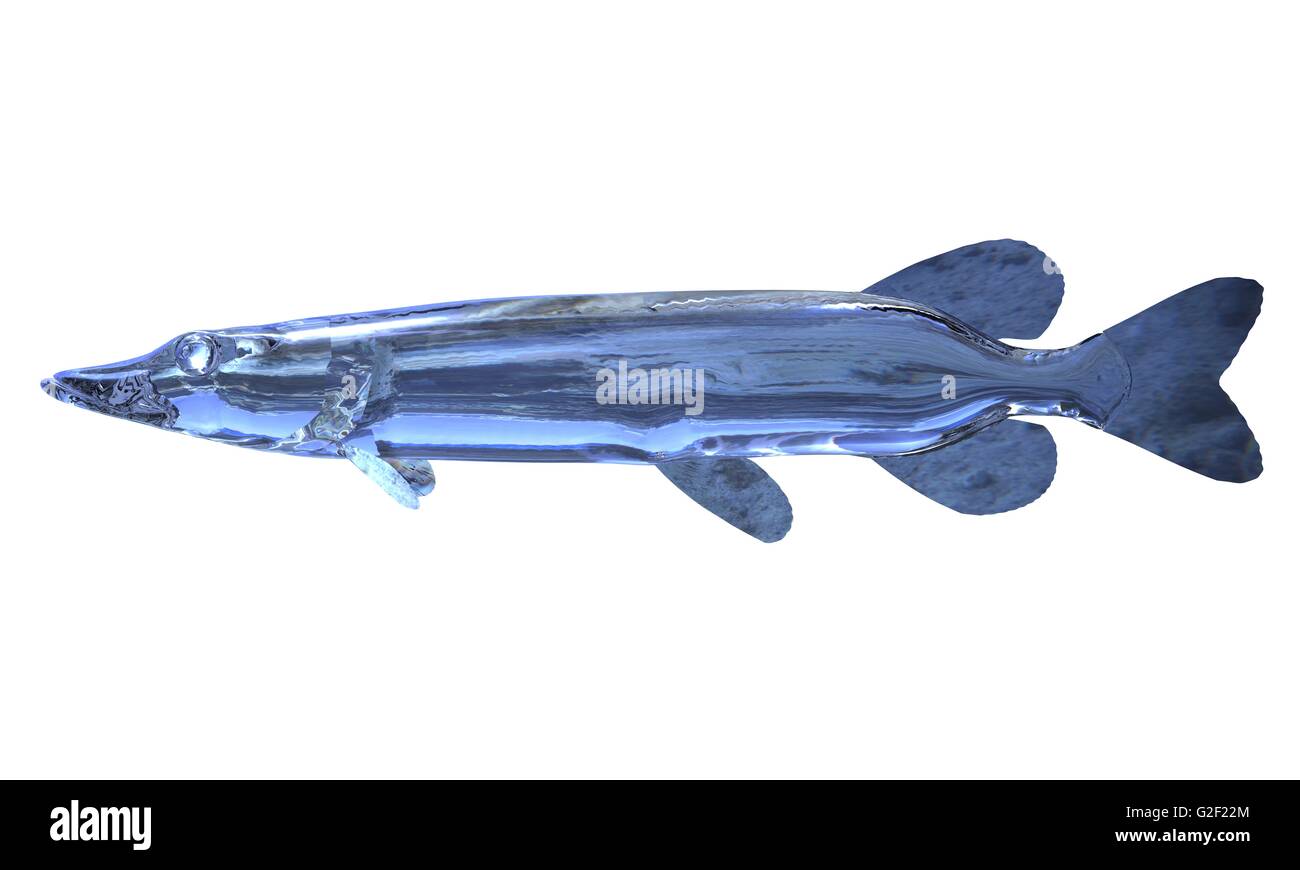 Glass fish isolated on white background Stock Photo - Alamy