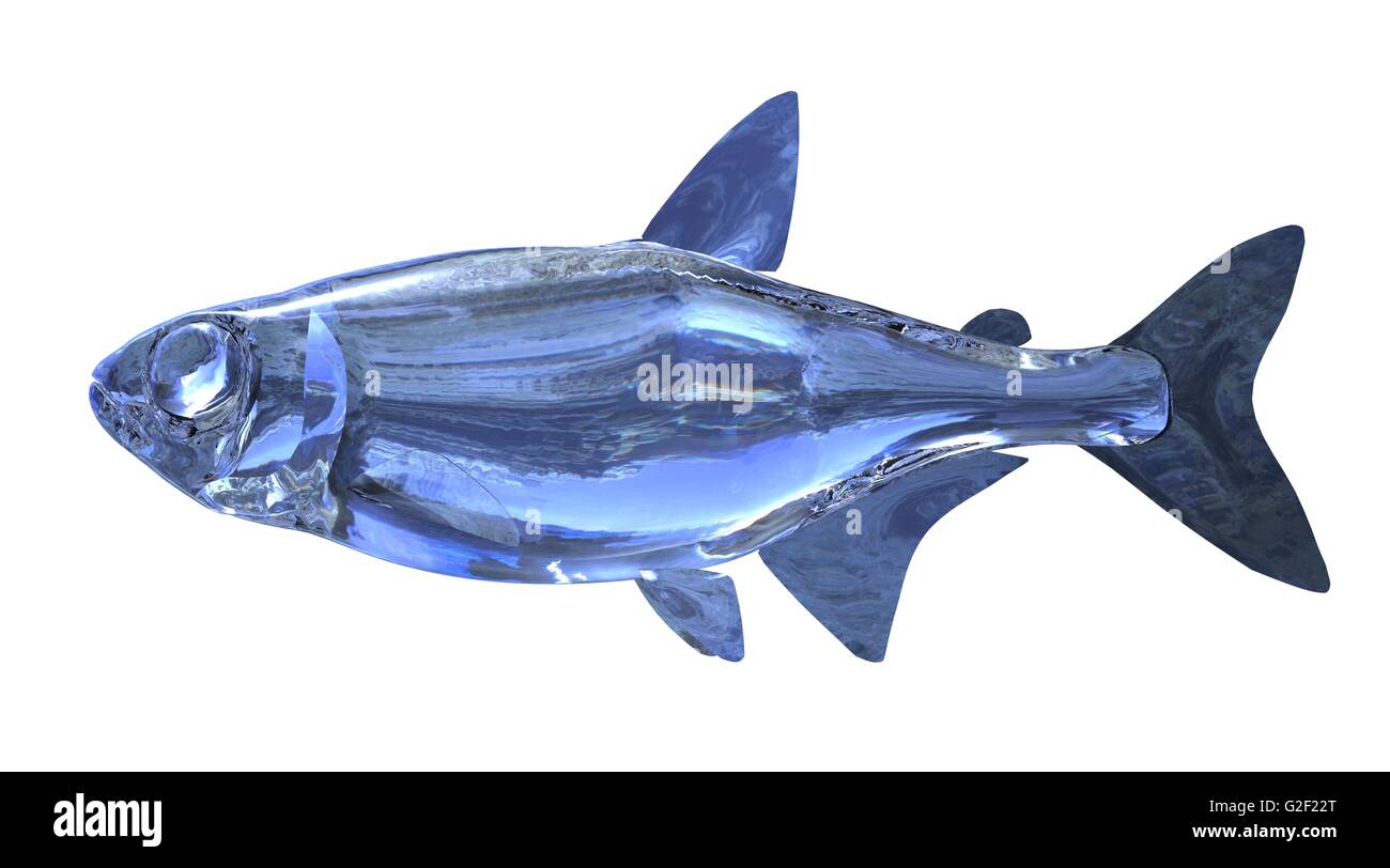 Glass fish isolated on white background Stock Photo - Alamy