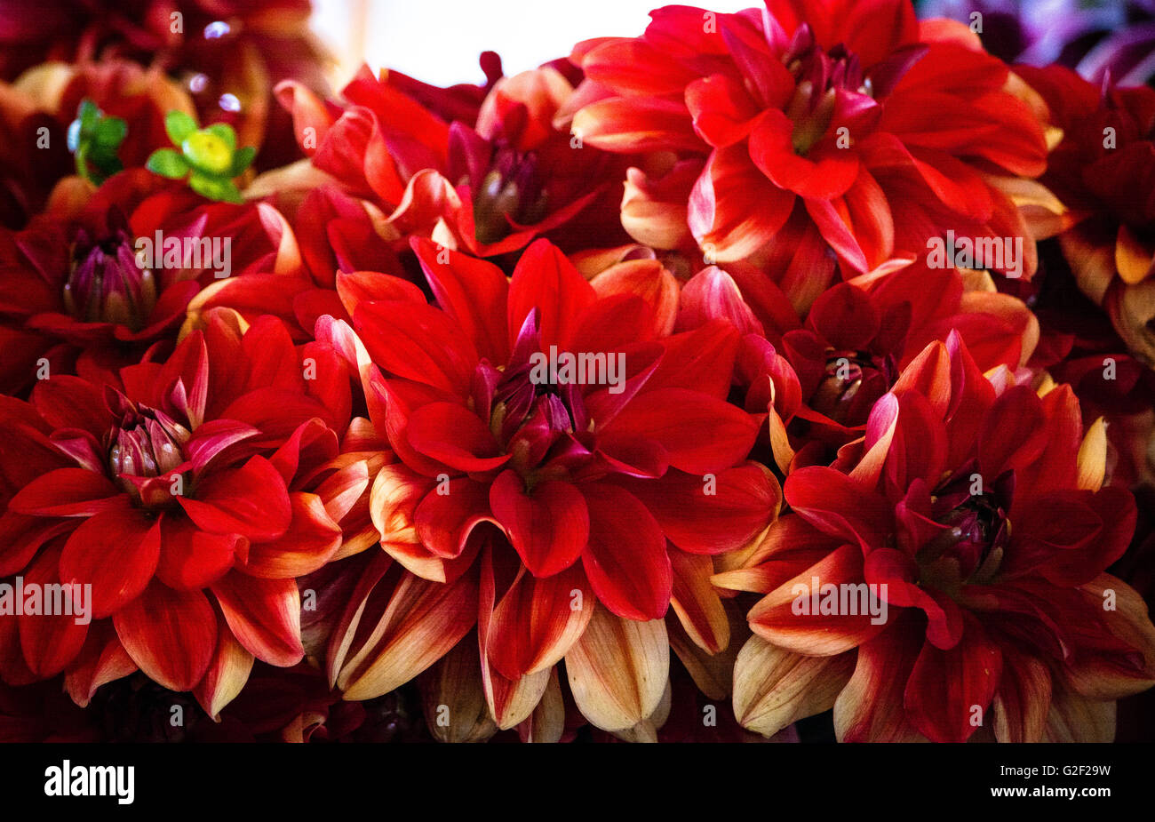 Eye popping flowers displayed at the Pike Place Market, Seattle Stock ...